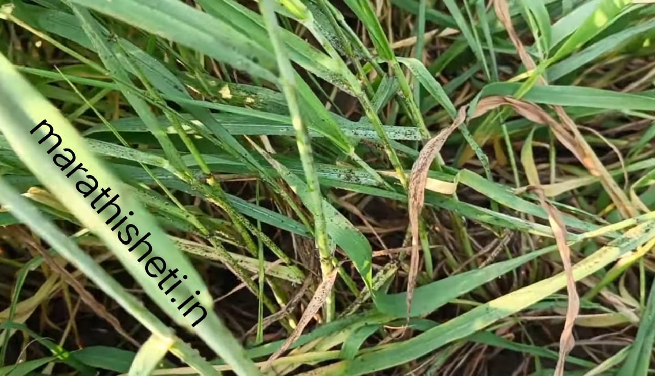 Gahu pikavaril rog niyantran गहू पिकावरील मावा आणि करपा रोगाचे नियंत्रण